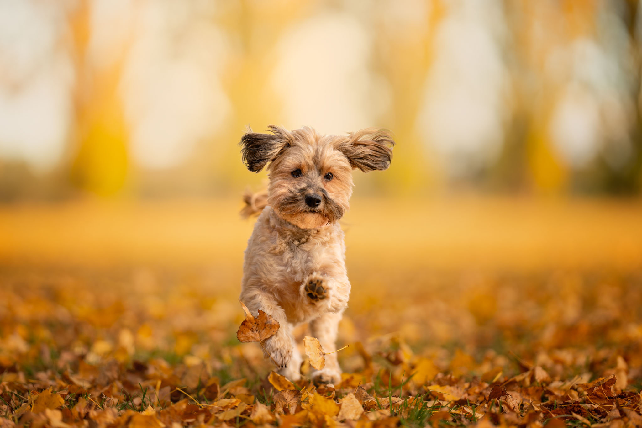 Canberra Pet Photographer | Pet Photography Experience