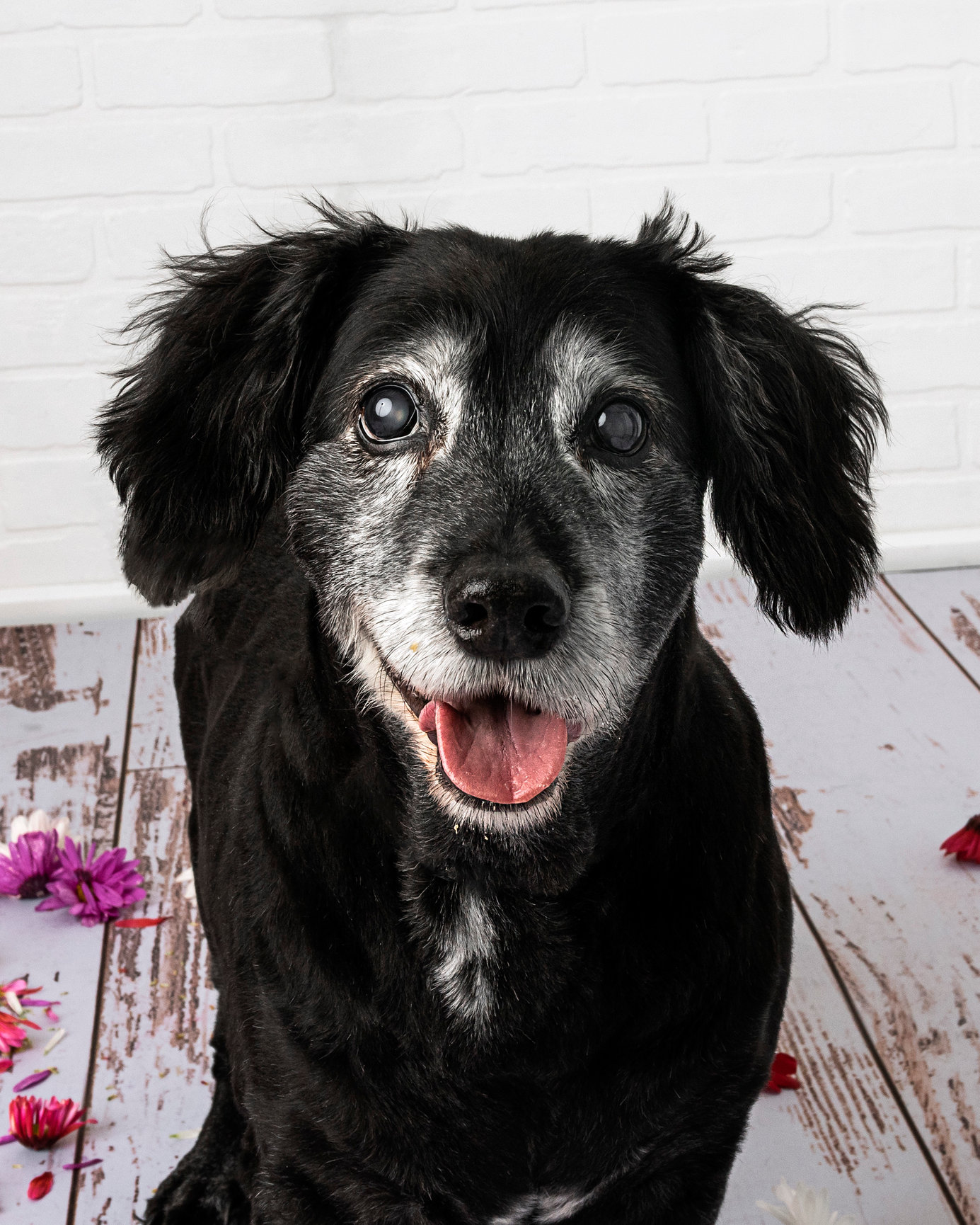 Understanding Legacy Pet Portrait Sessions