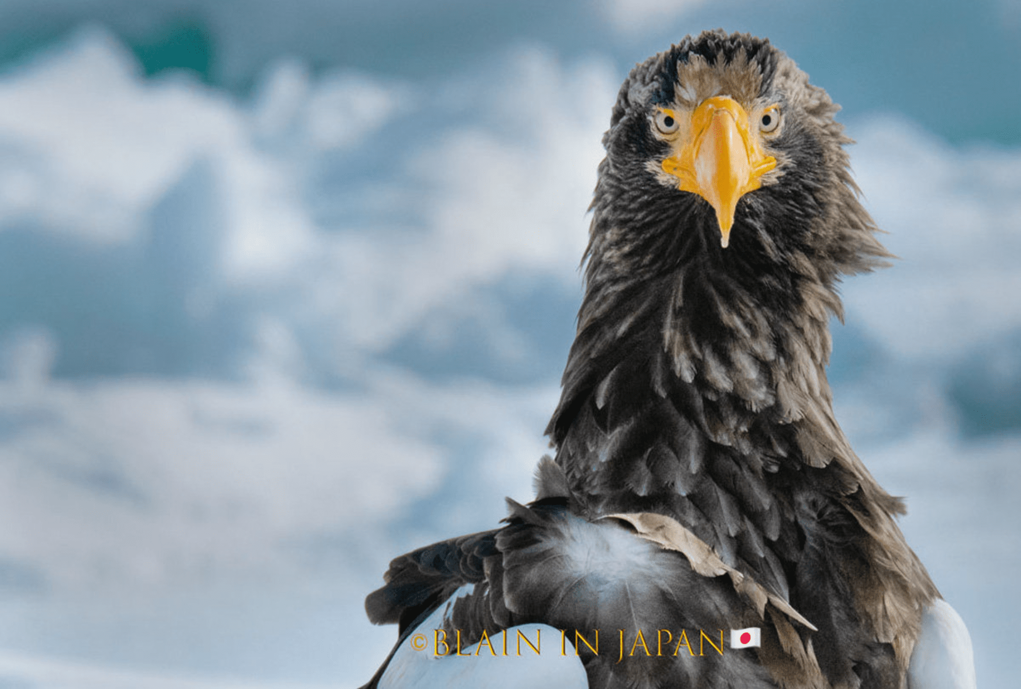 Steller's Sea Eagle Hokkaido Birding Tour - A Nation Unifying Raptor ...