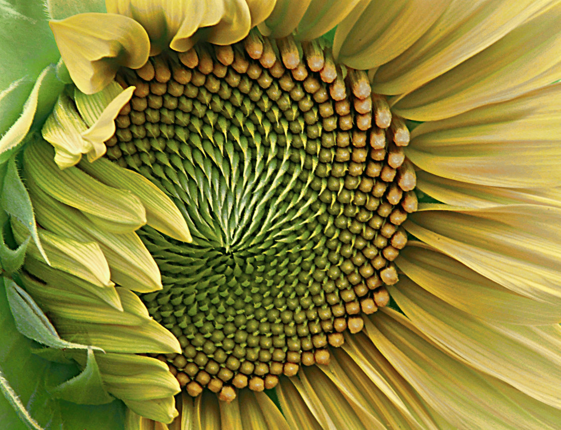 Sunflower - Before and After - Mike Moats - Award Winning Macro ...