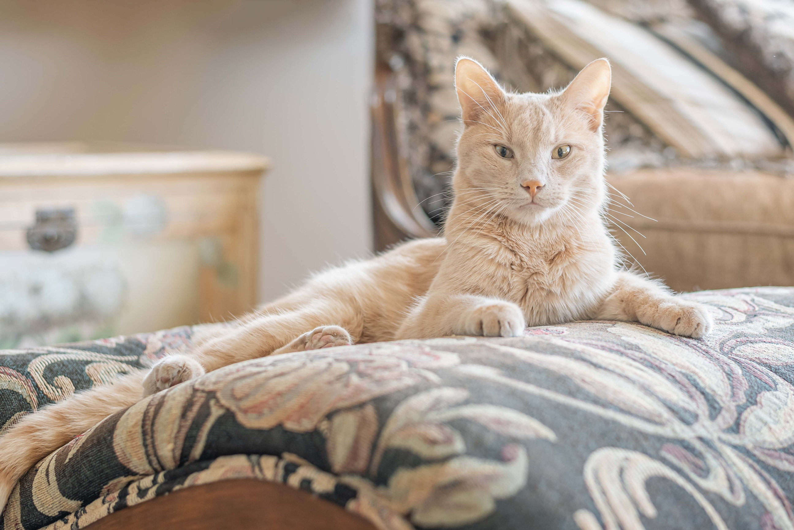 Celebration of Life - Savvy Cat Photography