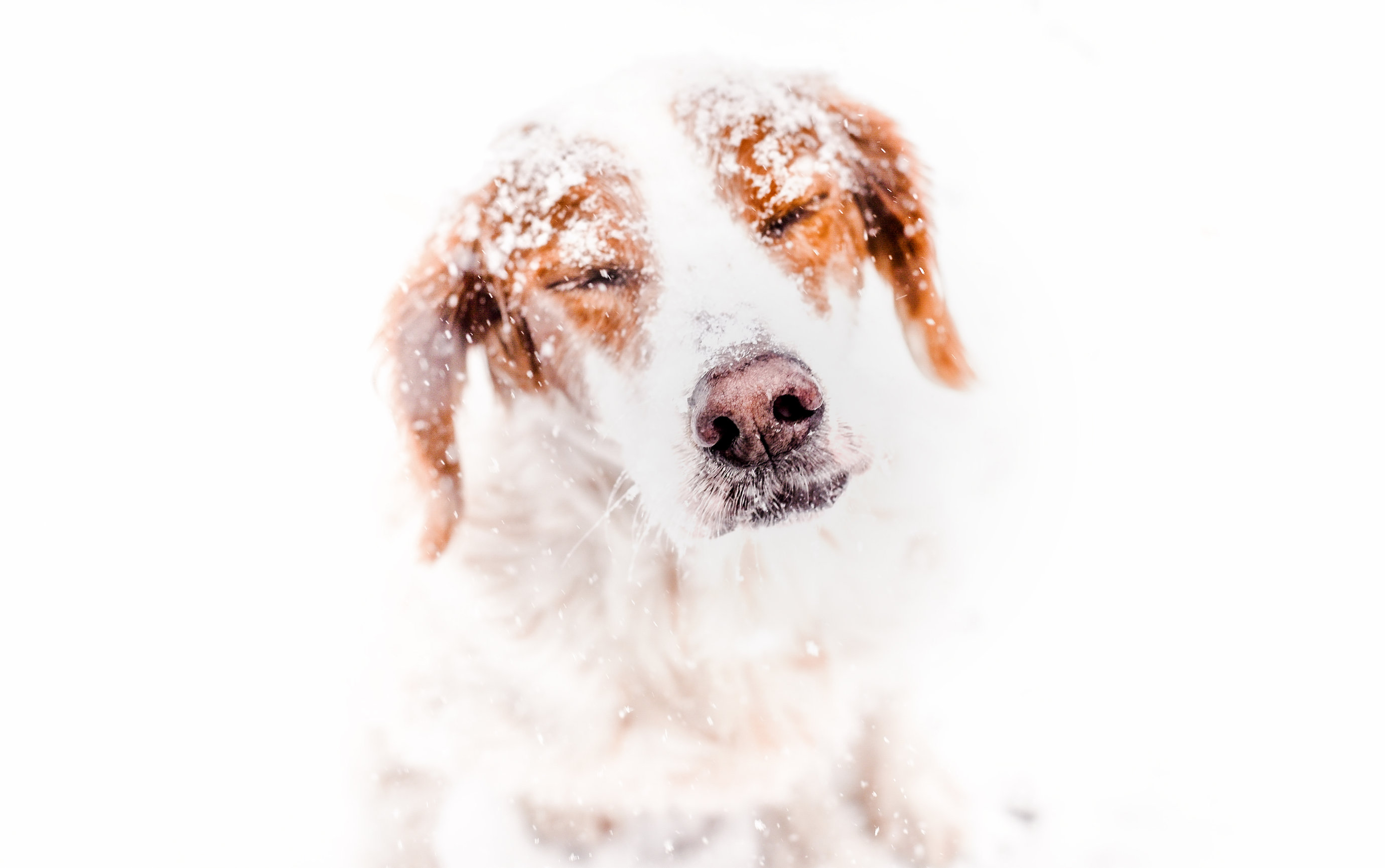 Meet the Dogs of Winter - Rough Coat Photography