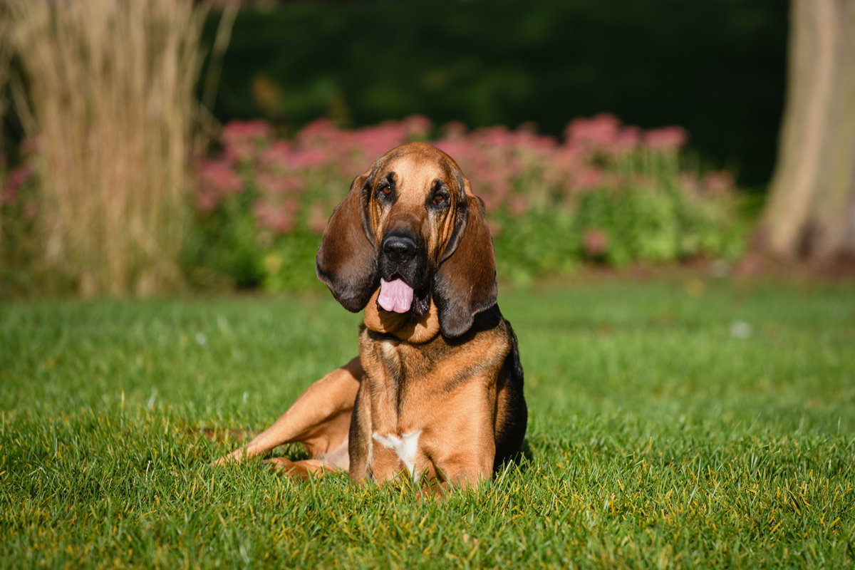 In memory of sweet Ember, Dog Portrait Session in Dublin Ohio