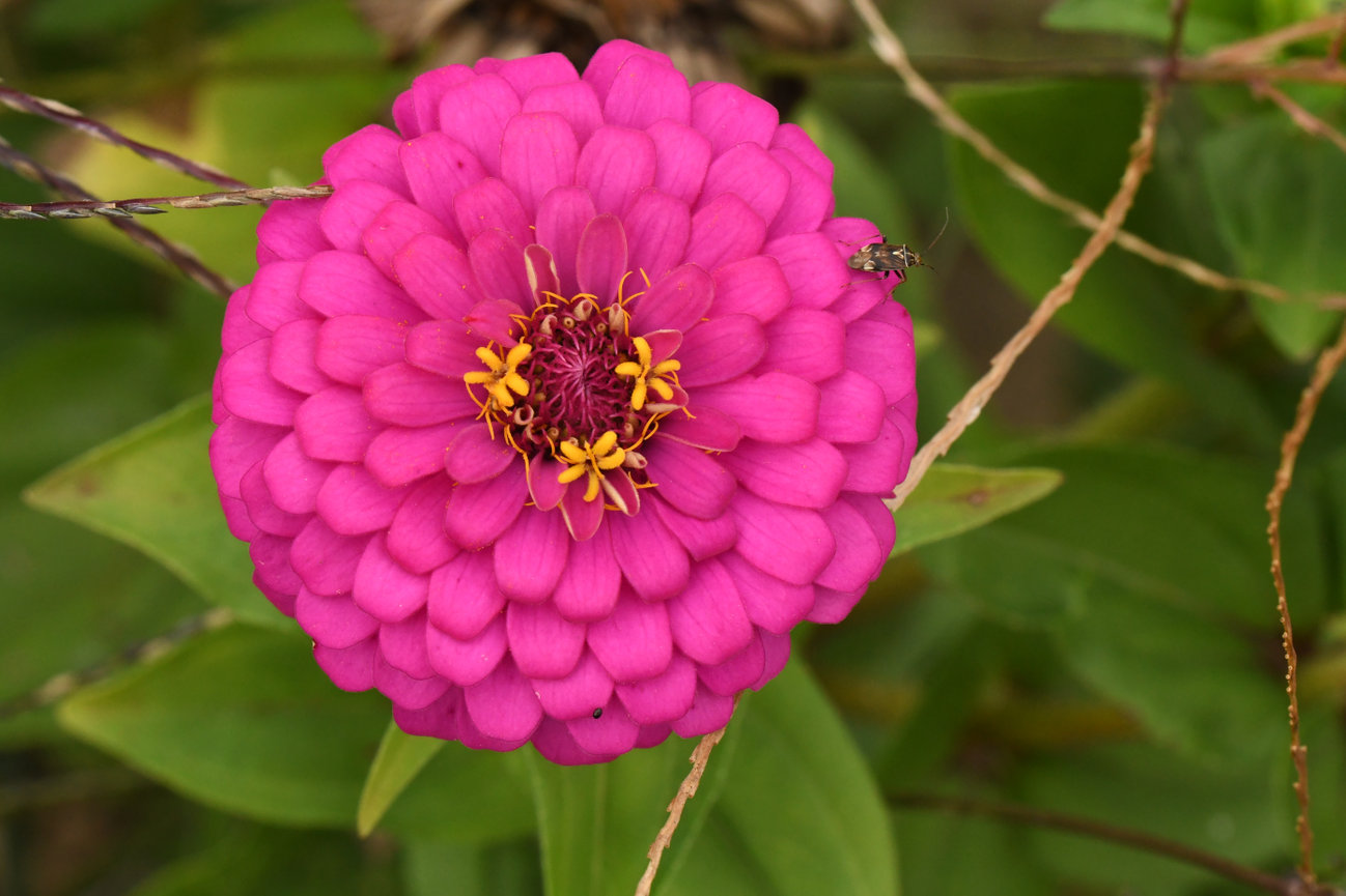 New! Before and After - Mike Moats - Award Winning Macro Photographer