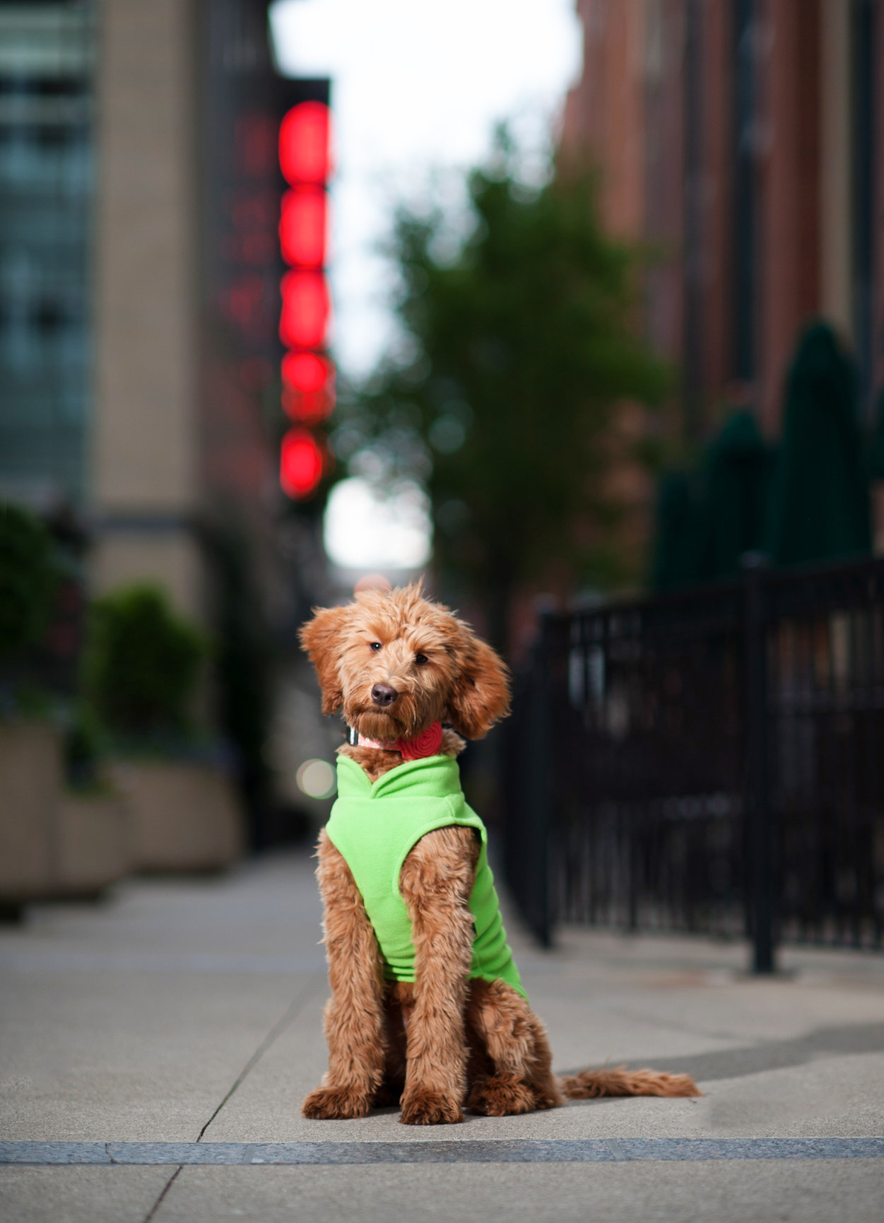 7 Tips to Capturing Stunning Dog Portraits