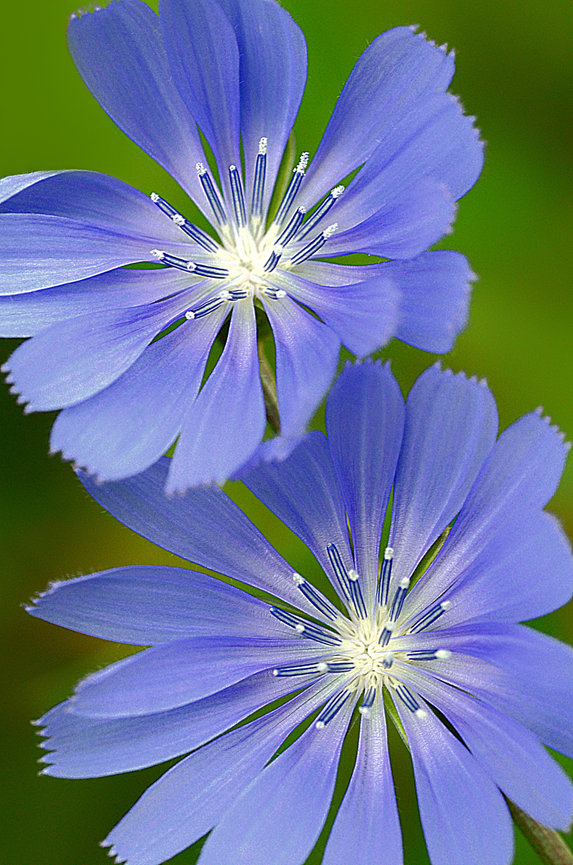 Weeds Can Produce Cool Flower Images - Mike Moats - Award Winning Macro ...