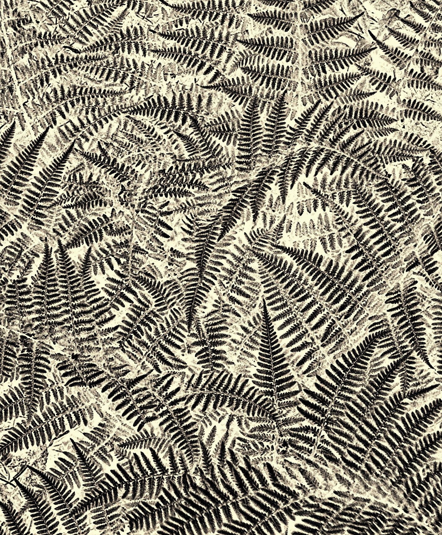 Painted Fern - Before and After - Mike Moats - Award Winning Macro ...