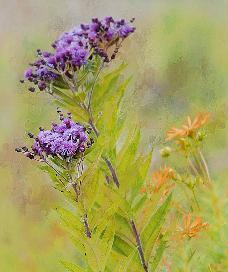 Growing as a Photographer - Mike Moats - Award Winning Macro Photographer