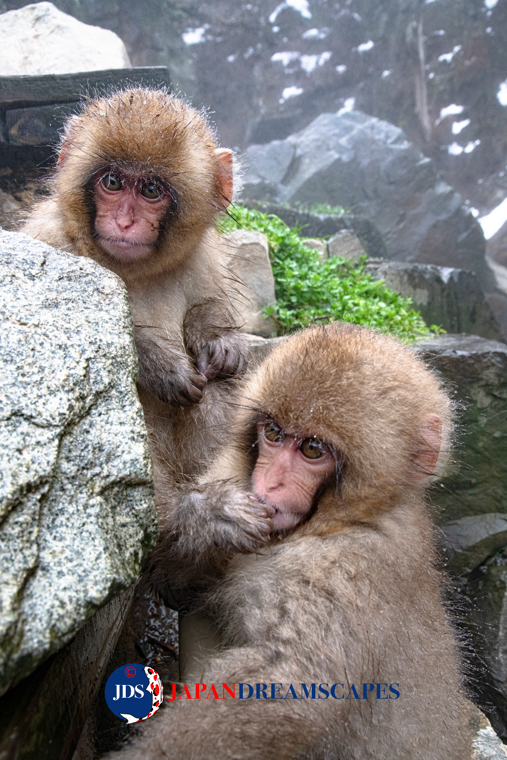 Adventure Filled Summer - Japan Snow Monkey Photo Tour - JAPAN DREAMSCAPES