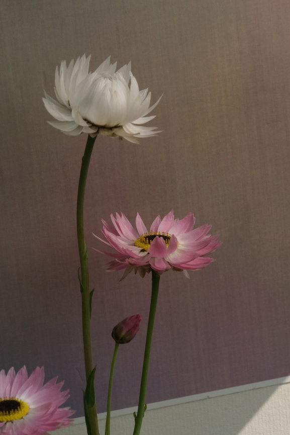 Painted look - Before and After - Mike Moats - Award Winning Macro ...