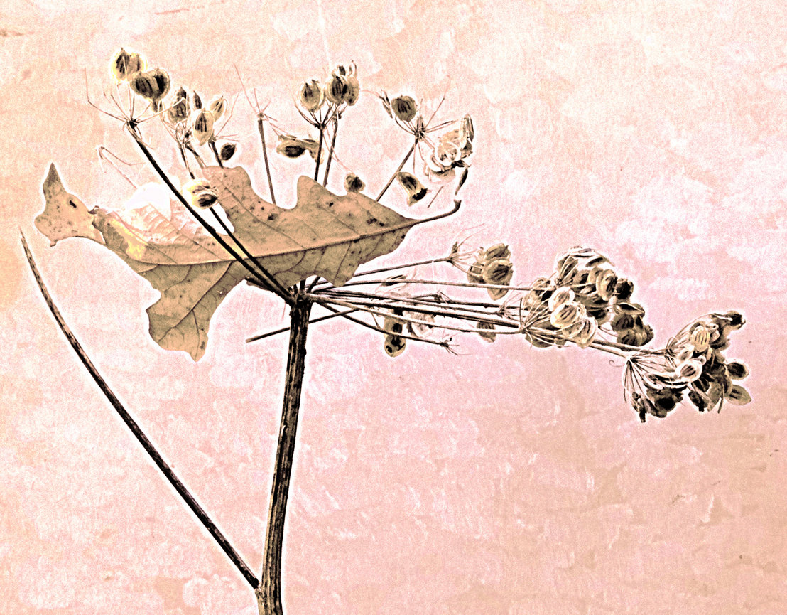 Dead of Winter - Mike Moats - Award Winning Macro Photographer