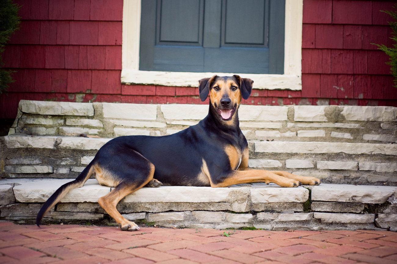 Dog Photography Columbus Ohio