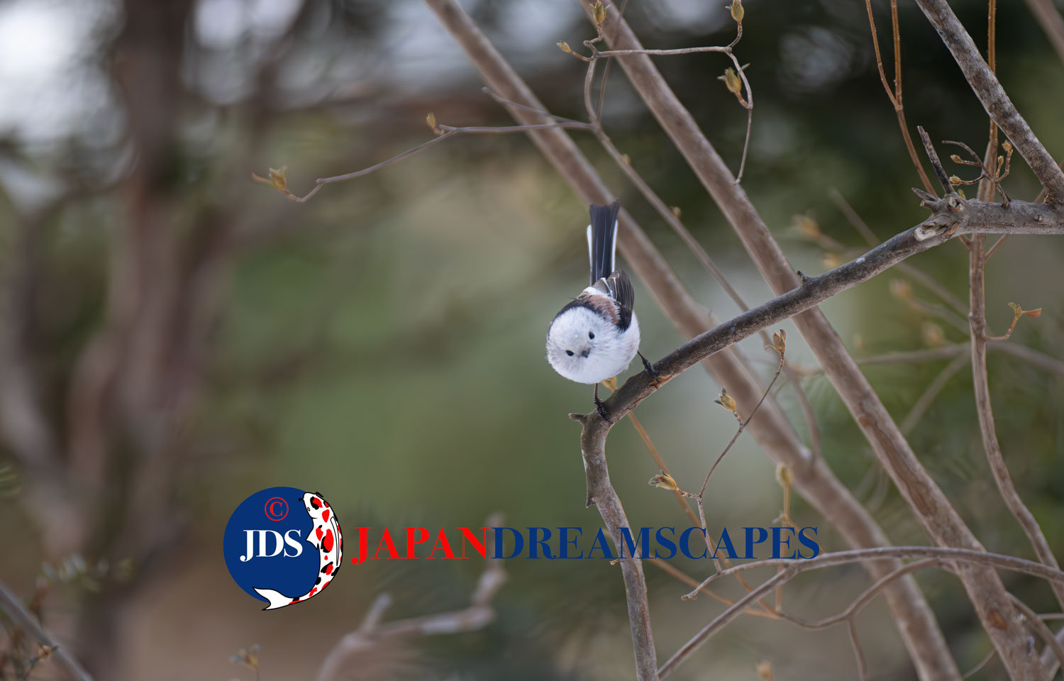 Snow Fairies Birding - JAPAN DREAMSCAPES