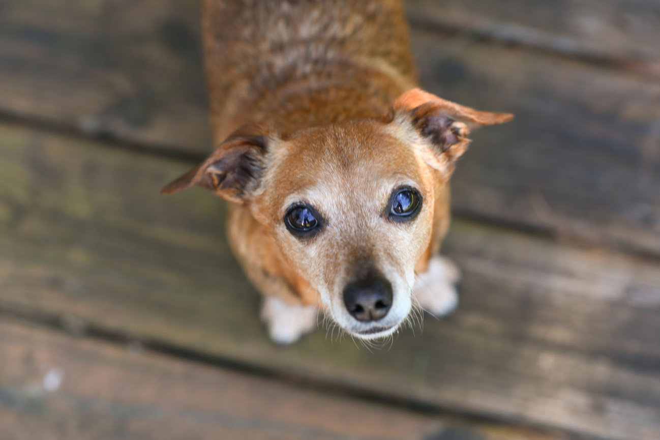 Pet Photography Columbus Ohio | Simply Dog Photography