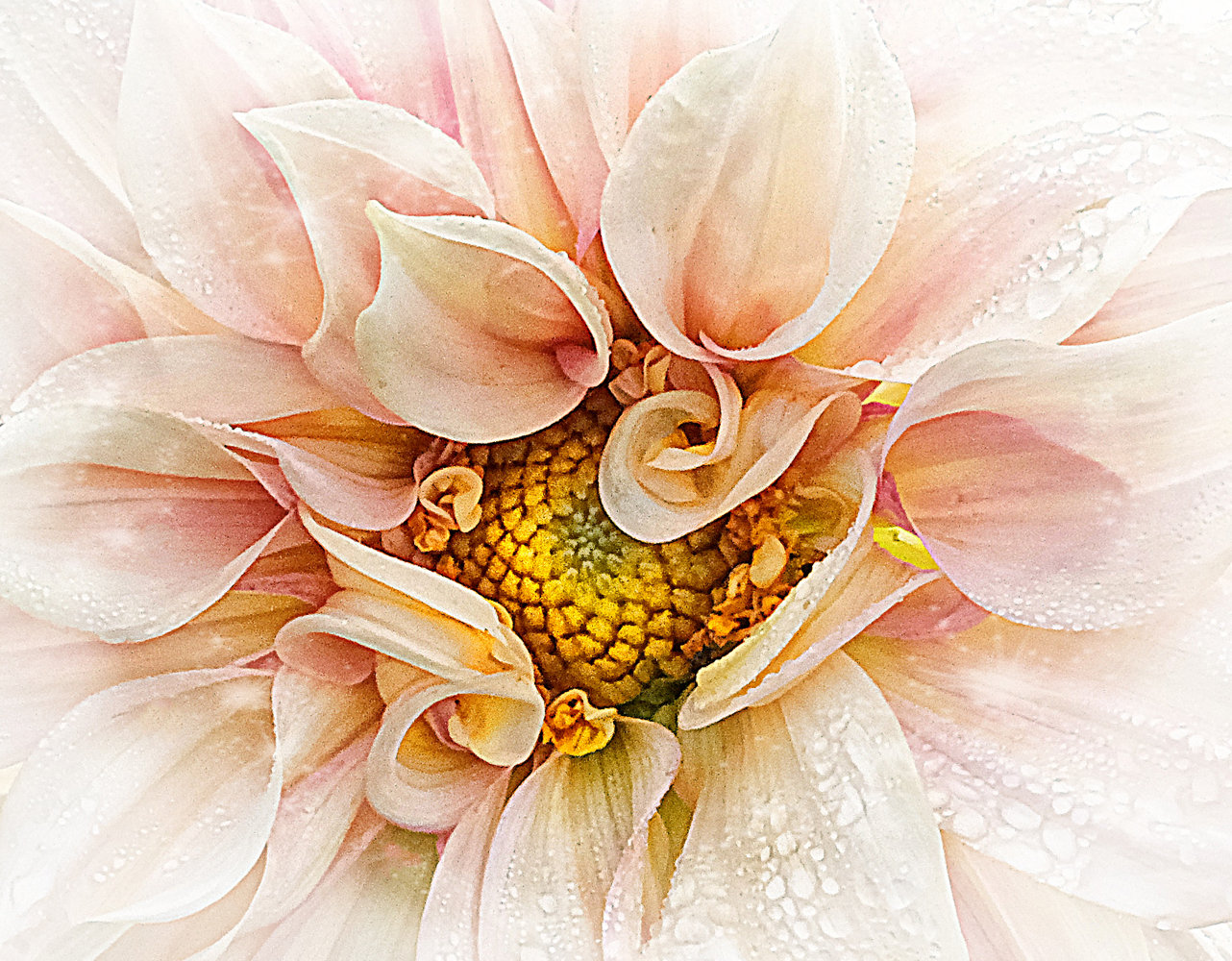 One Flower - Two Different Looks - Mike Moats - Award Winning Macro ...