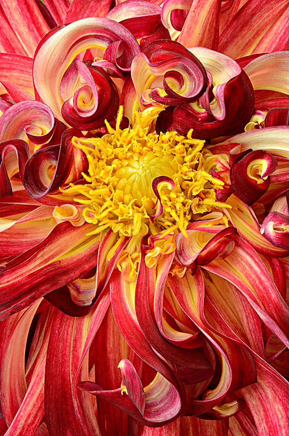 The Greatest Artist of All Time - Mike Moats - Award Winning Macro ...