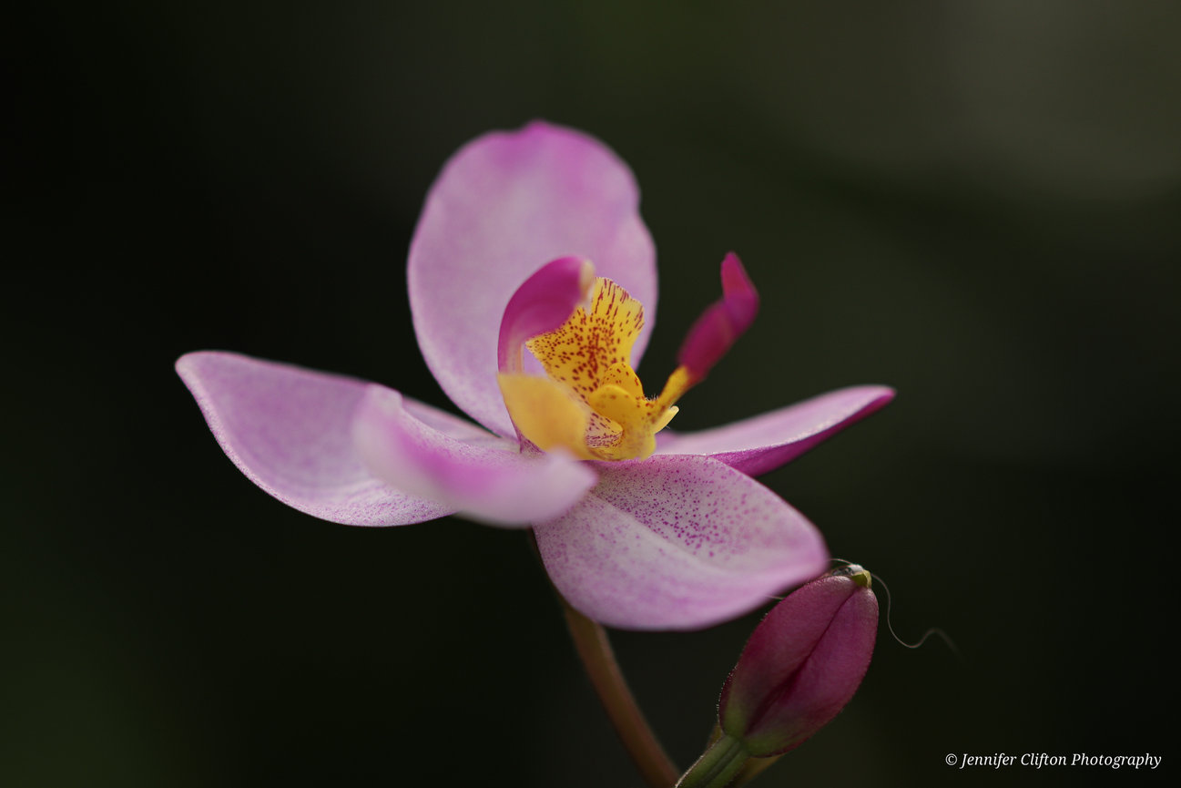 Jennifer Clifton - Featured Flower Photo Club Member - Mike Moats ...