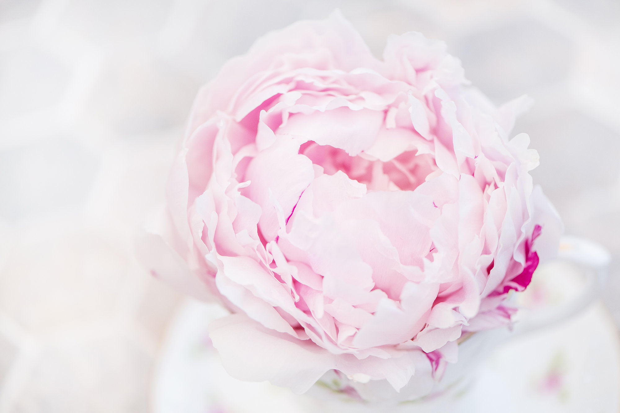 FLOWER GALLERY | Susan Phelps flower photography | Wokingham