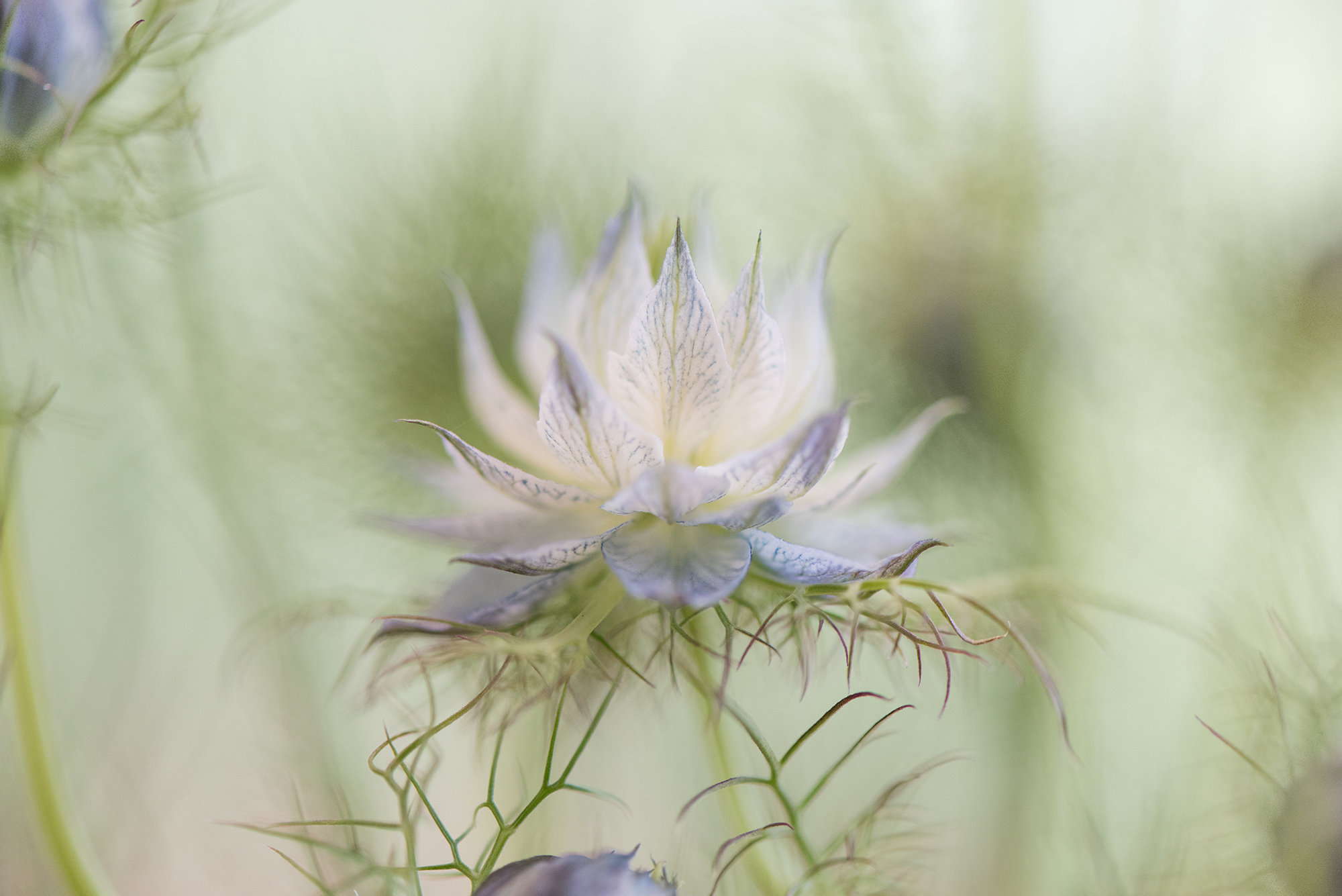 FLOWER GALLERY | Susan Phelps flower photography | Wokingham