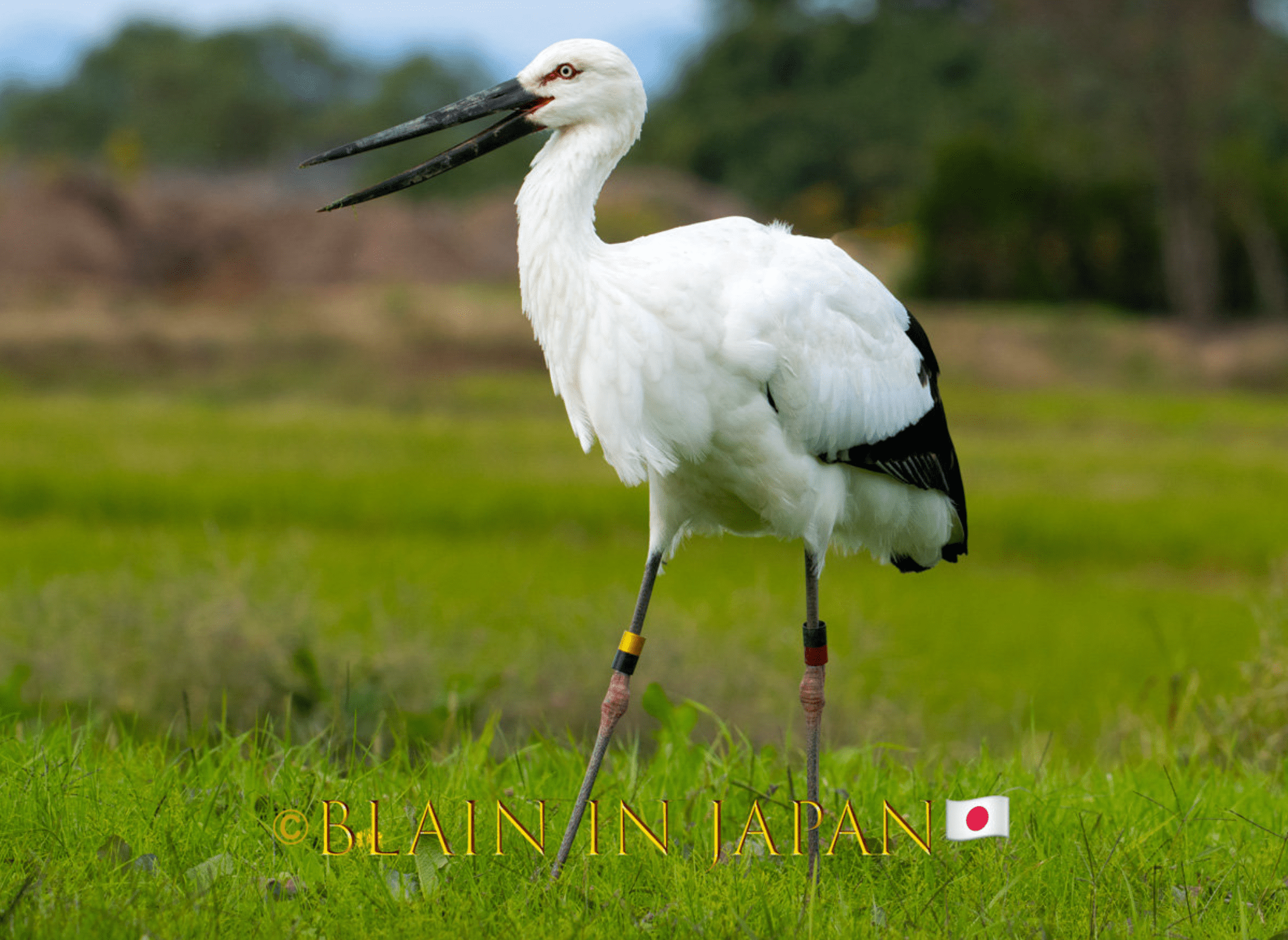 Oriental Stork Revival - Japan Private Photo Tour - JAPAN DREAMSCAPES