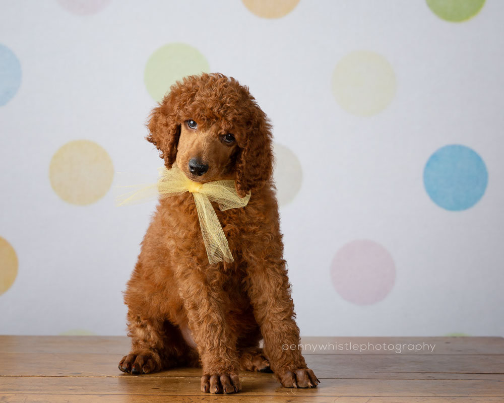 PPP: Poodle Puppy Palooza
