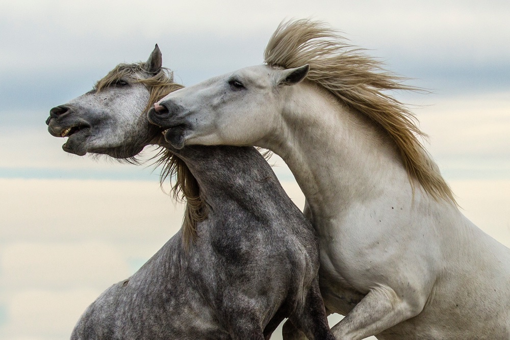 Horse action - Jim Zuckerman photography & photo tours