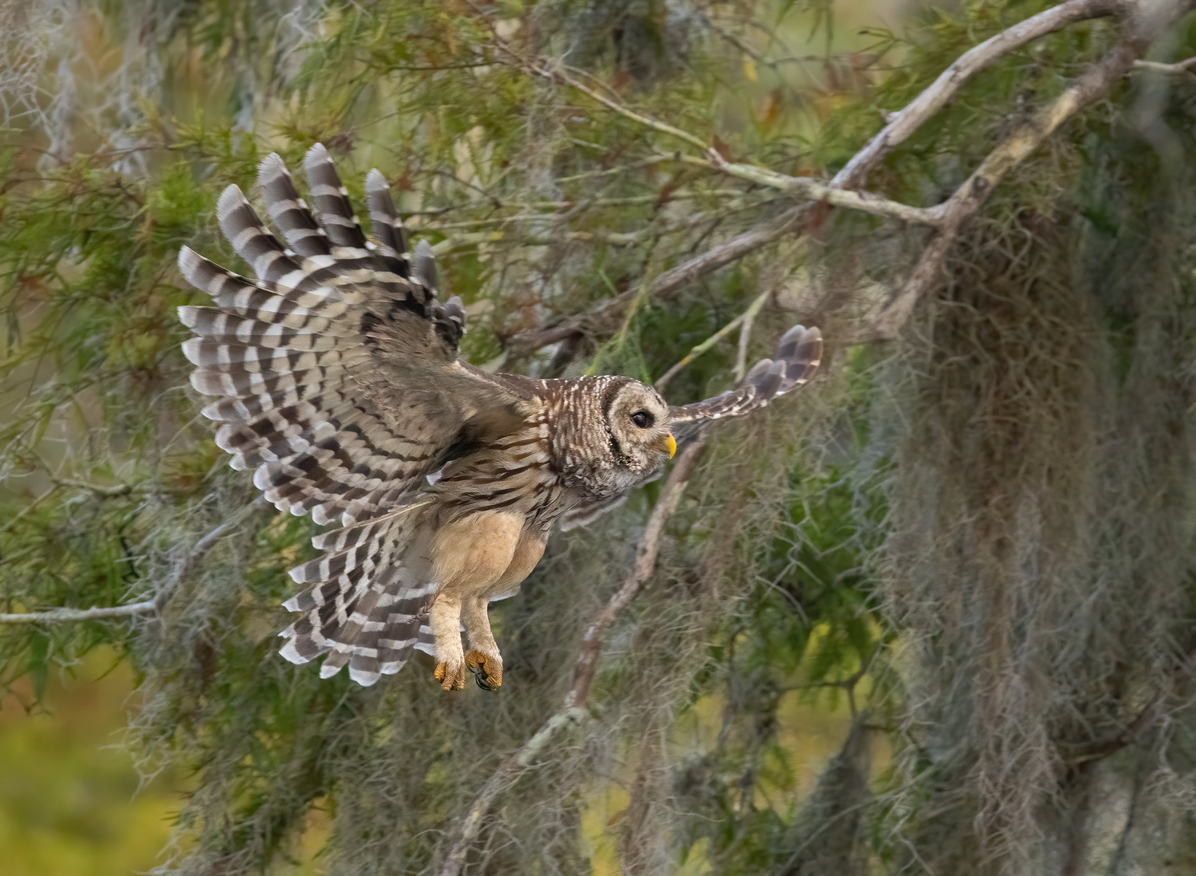 Raptors - Whistling Wings Photography