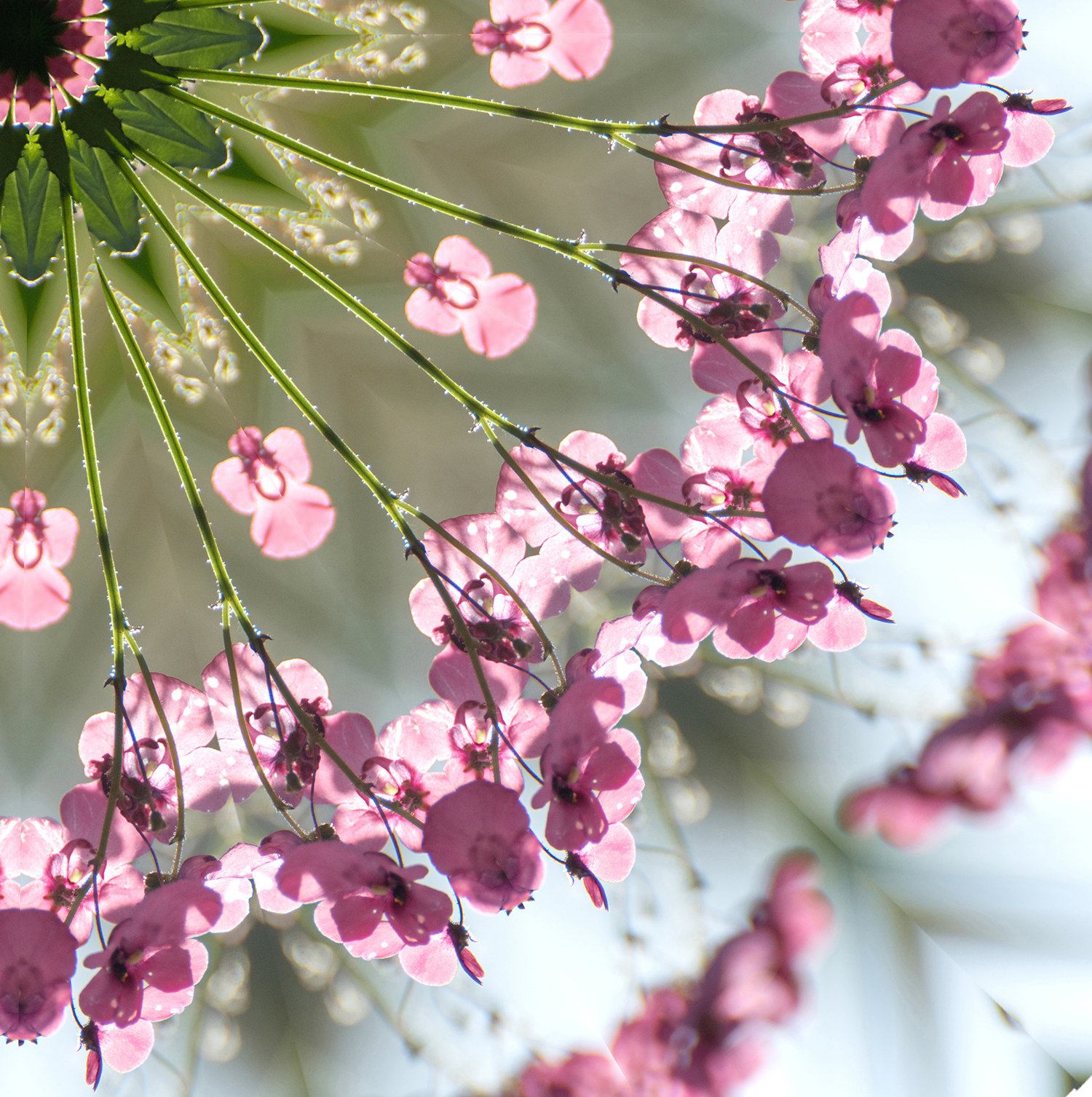 FLORAL ART | KALEIDOSCOPES | Susan Phelps Photography | WOKINGHAM