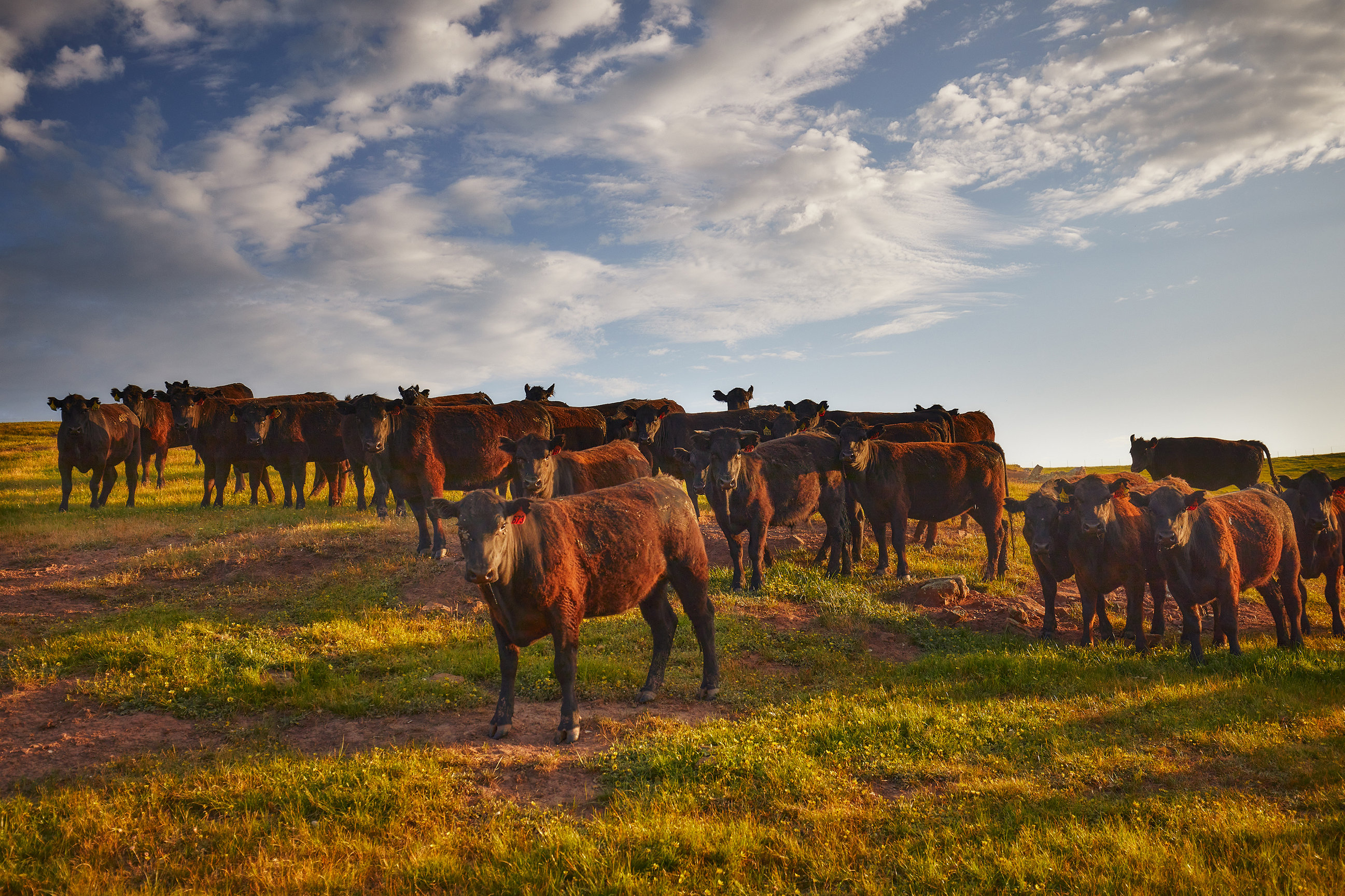 Mansfield Farm Project - Online Photography Exhibition