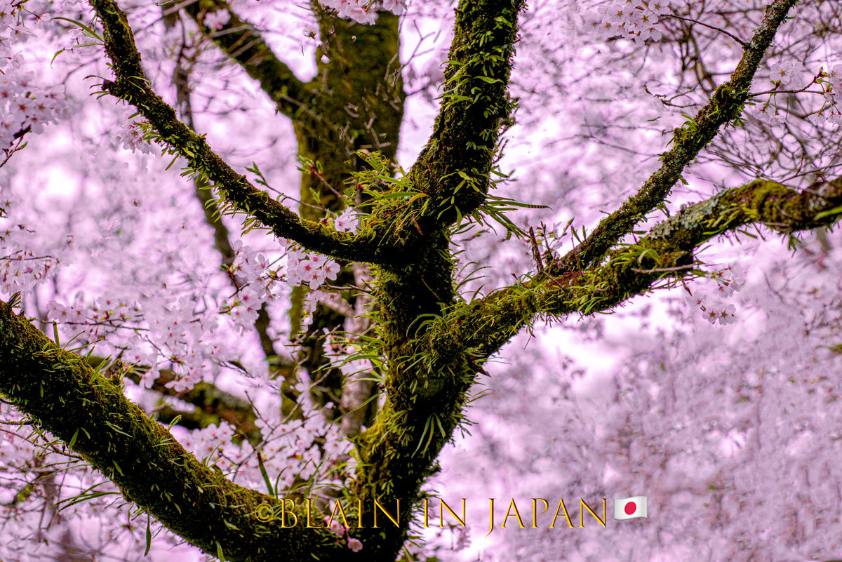 The Three Greatest Sakura Cherry Blossom Trees of Japan - JAPAN DREAMSCAPES