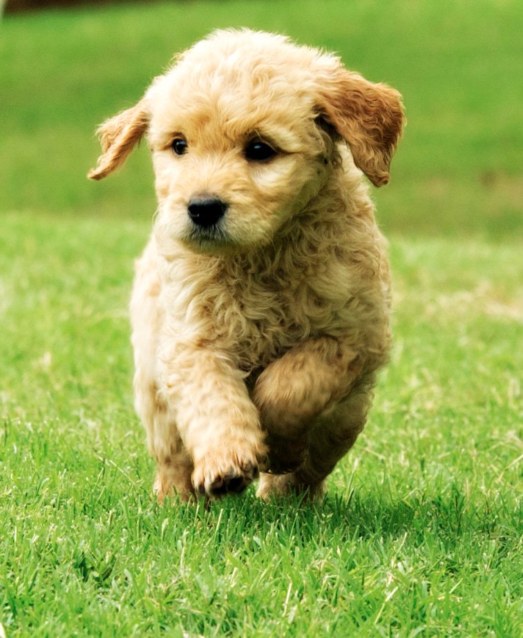 Whitaker Farm Goldendoodles - Whitaker Farm